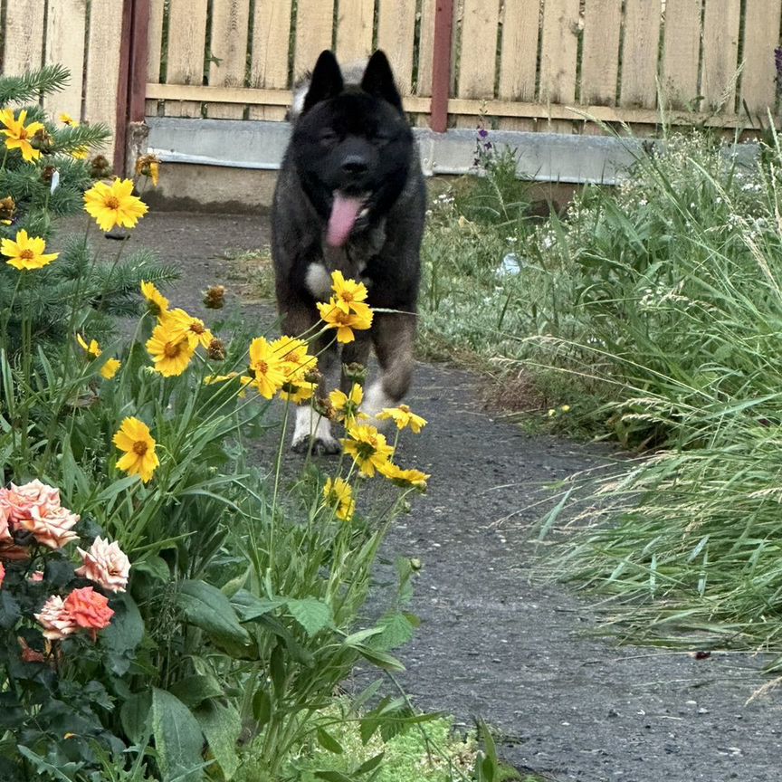 Американская акита вязка