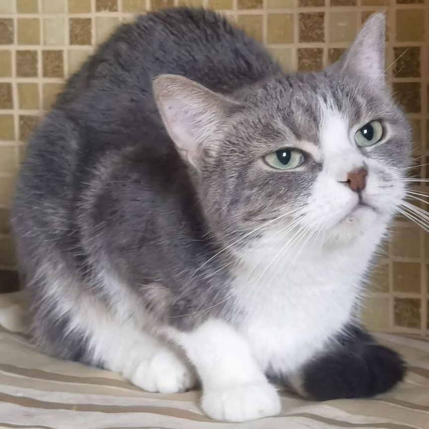 Шикарная кошка в добрые руки