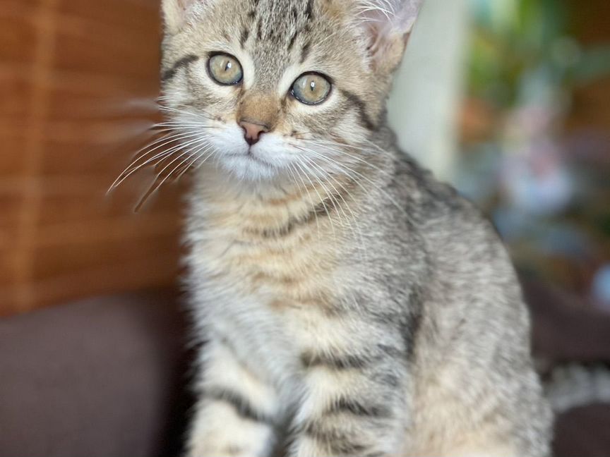 Котенок мальчик (Симба)