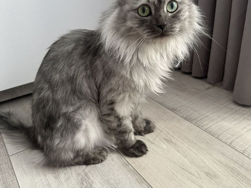 Кот помесь перситкого, сиамского