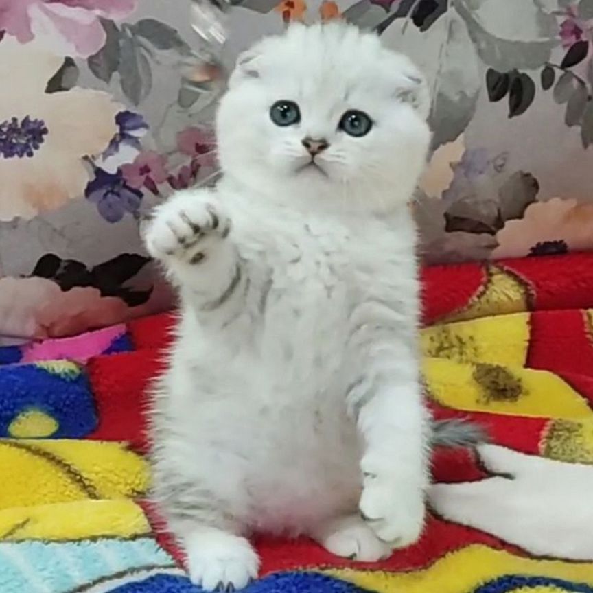 Шотландский вислоухий короткошёрстный котёнок