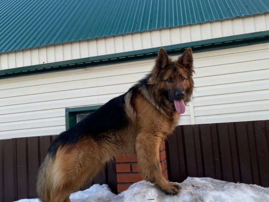 Собака немецкая овчарка