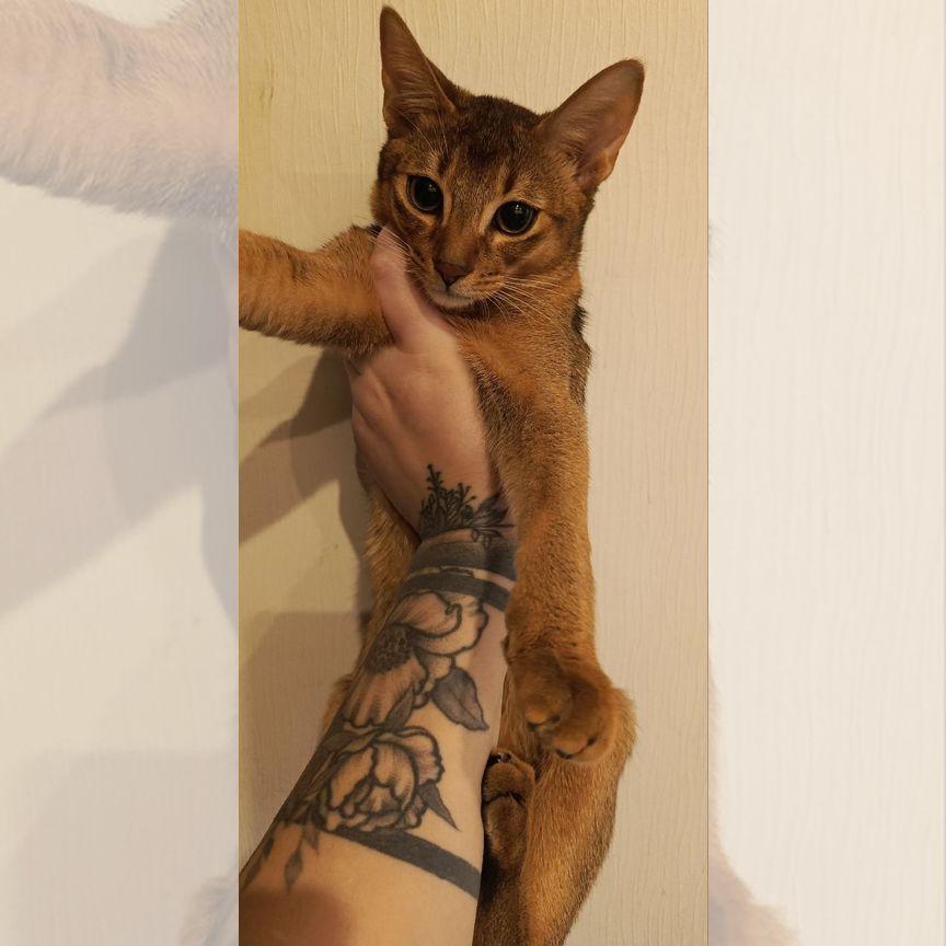 Абиссинский котёнок