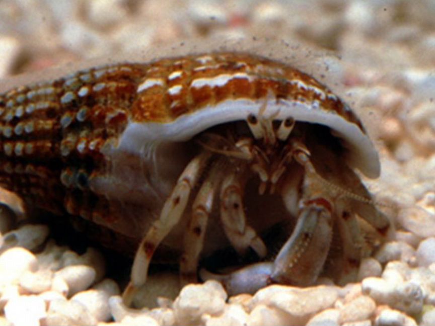 Рак-отшельник для морского аквариума