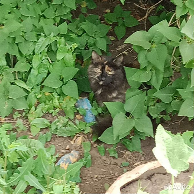 Котенок пропадет