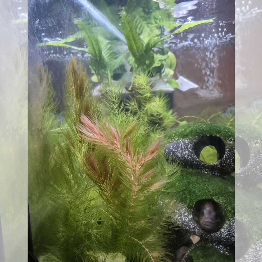 Роголистник в аквариум