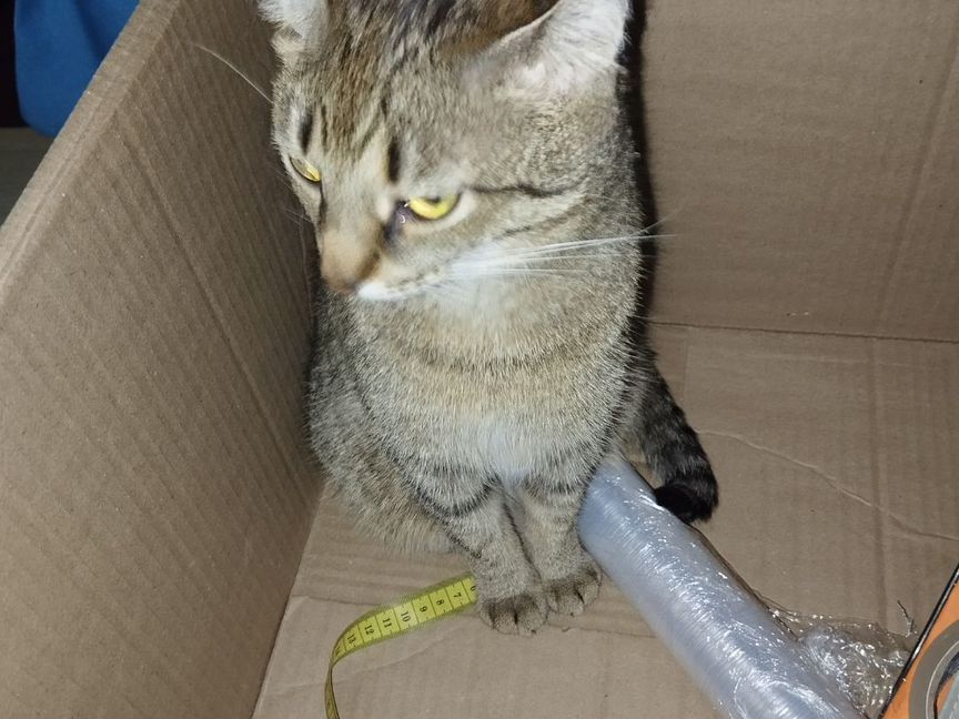 Кошка