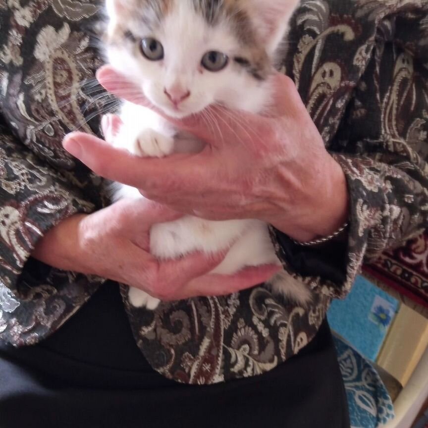 Котята 2 месяца