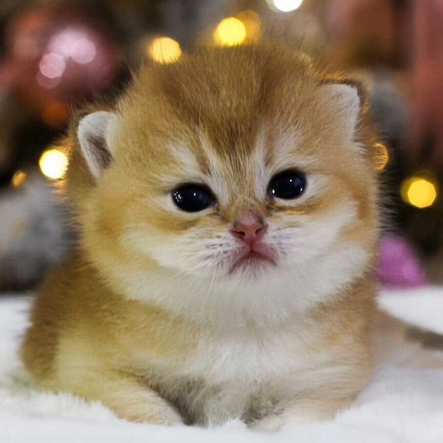 Британский короткошёрстный котёнок