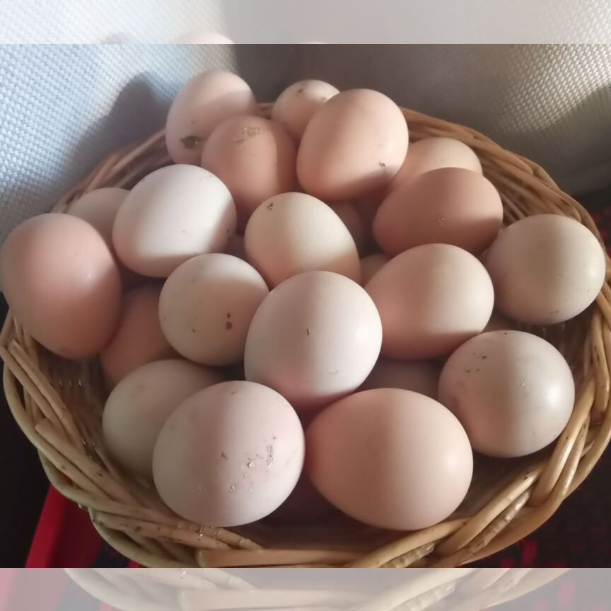 Яйцо инкубационные цесариное
