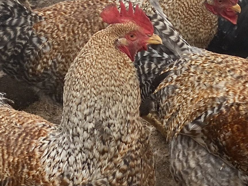 Петух белефельдер