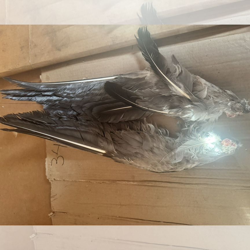 Крылья гуся