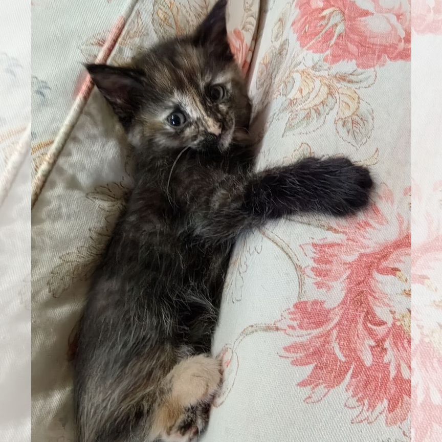 Котёнок в добрые руки