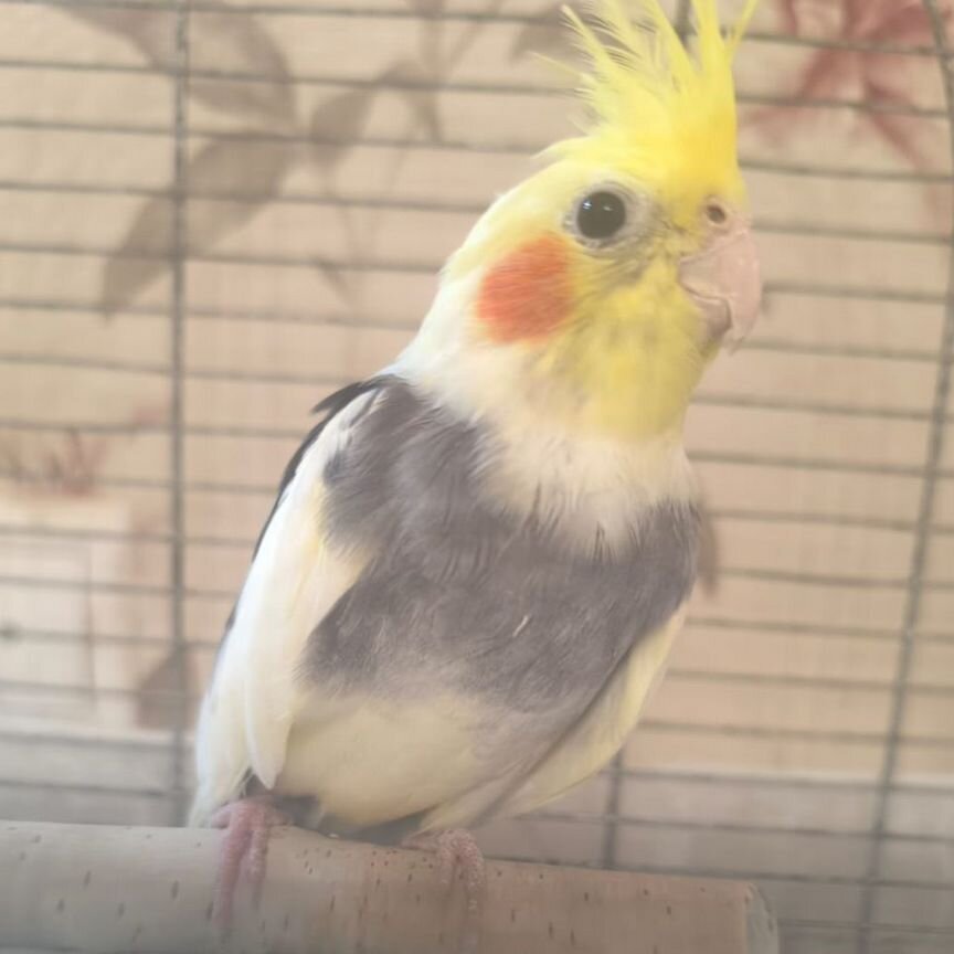 Попугай корелла с клеткой