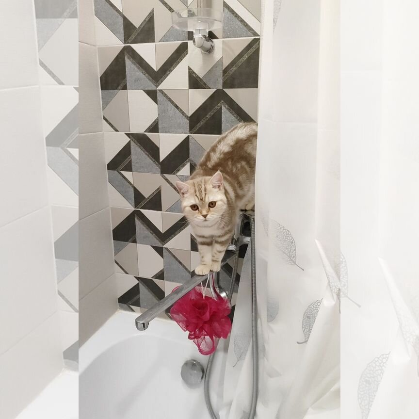 Кошечка шотландская