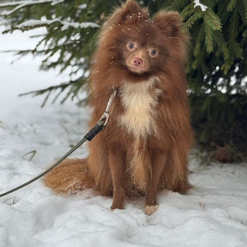 Малый немецкий шпиц