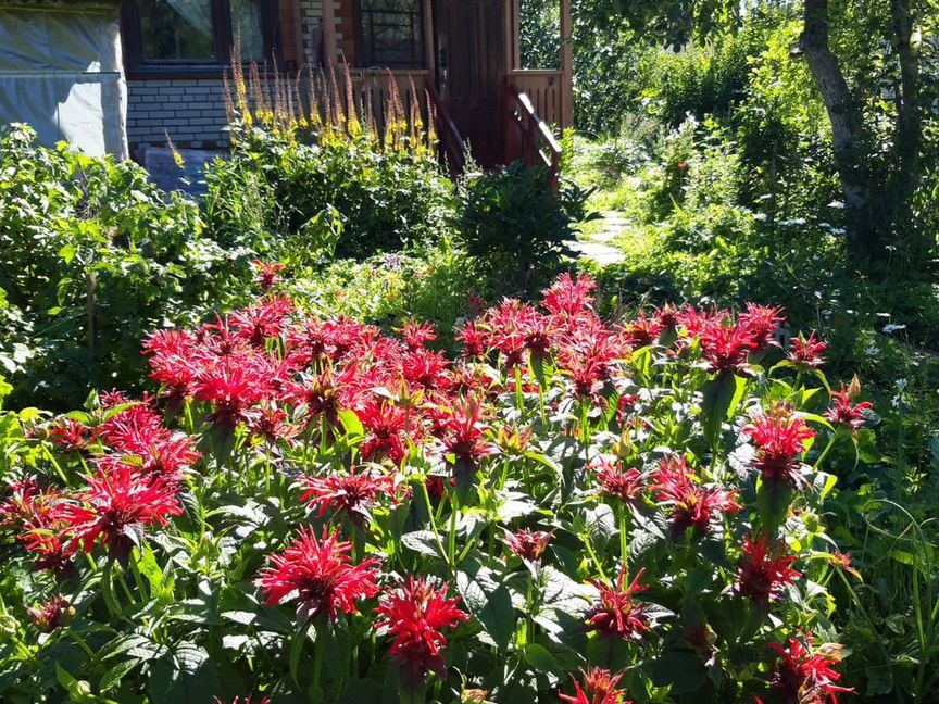 Найден белый хаски