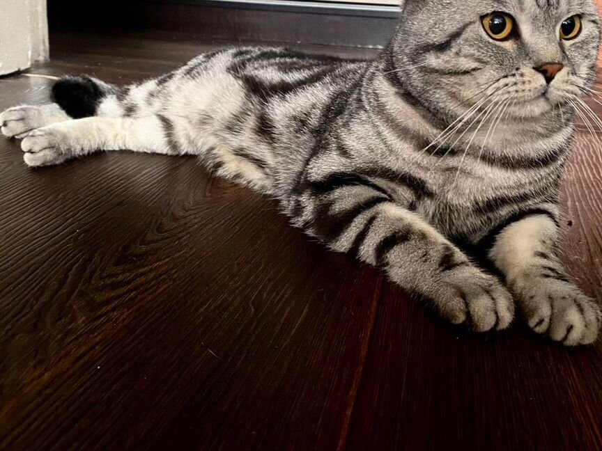 Шотландский кот вязка