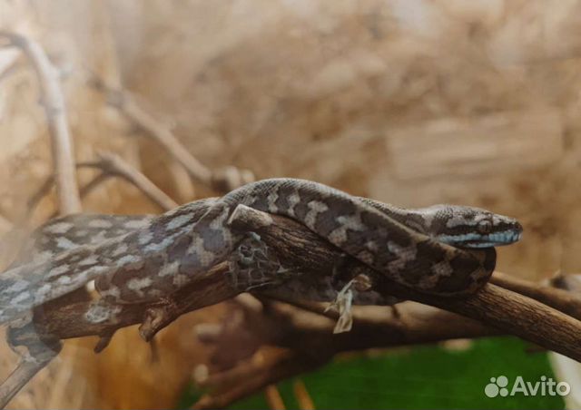 Малыш ковровой змеи