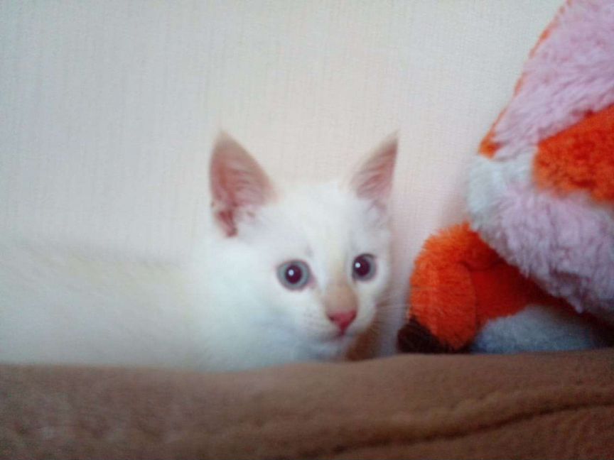 Котик беленький