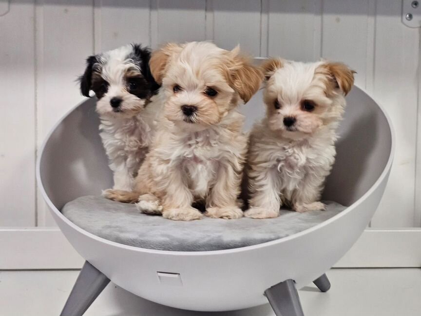 Мальтипу мини F1