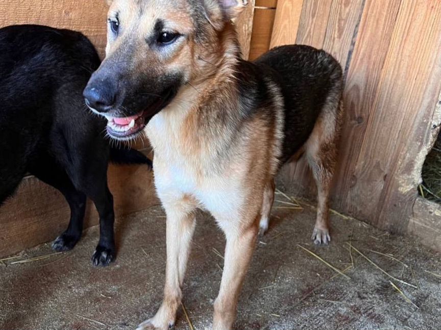 Собака скучает без человека забери не покупай