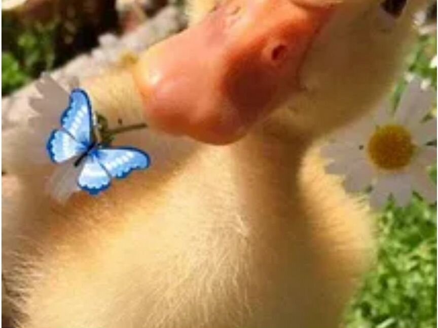 Мускусные утята