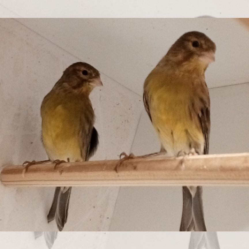 Канарейка овсяночного напева