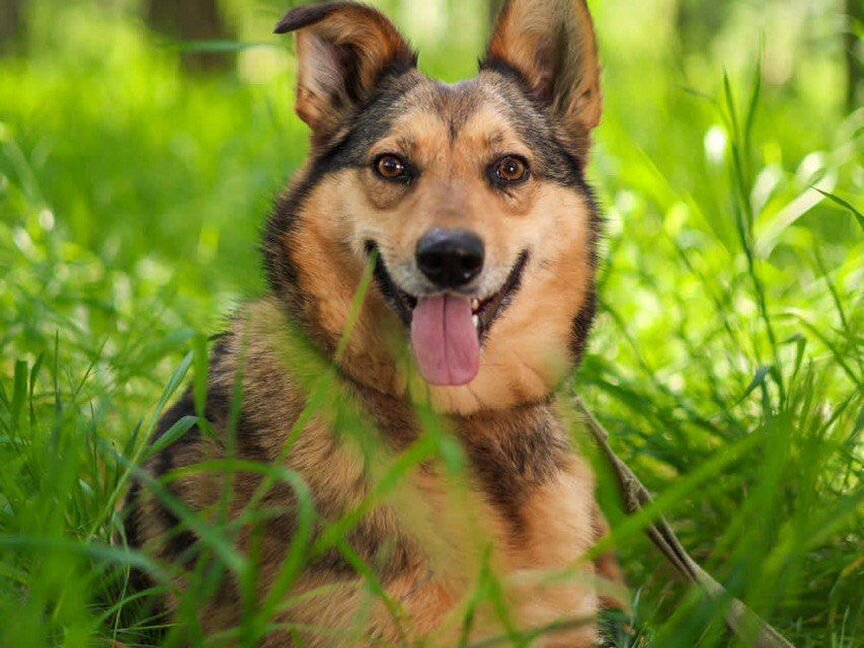 Собака из приюта