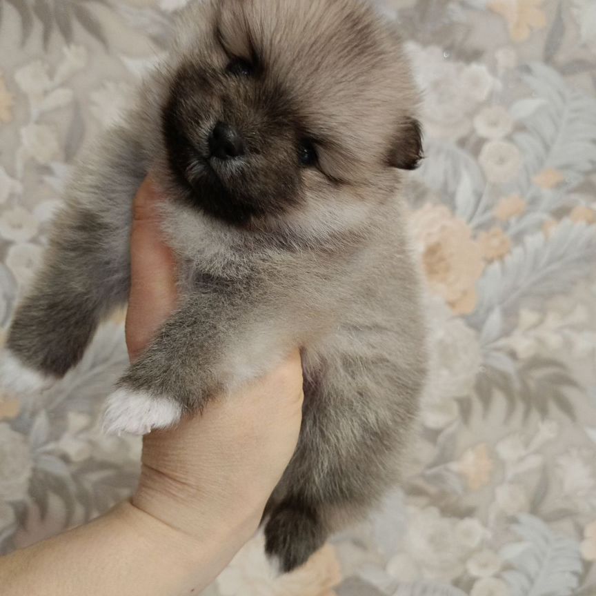 Померанский шпиц медвежьего типа
