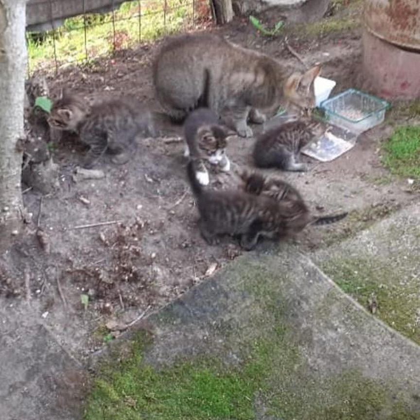 Котятам нужна во временная передержка
