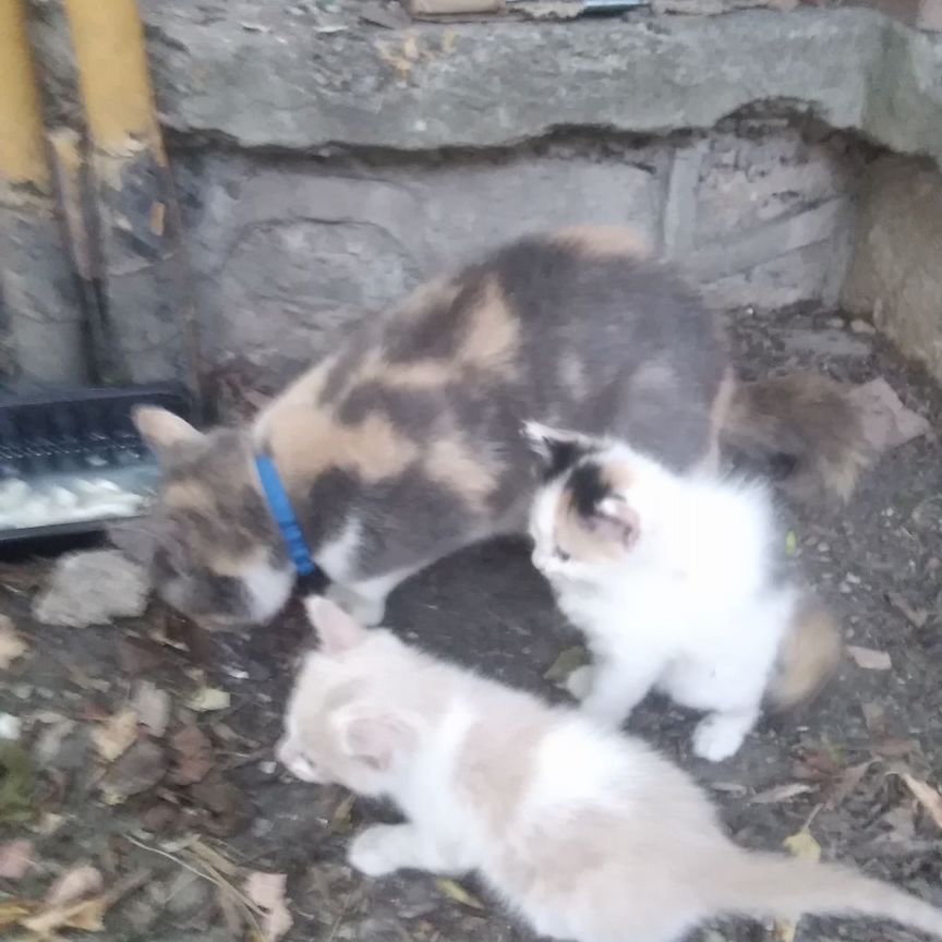Котята красивые