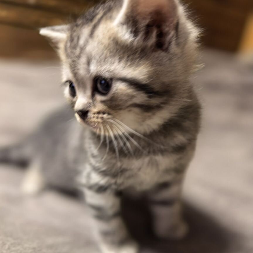 Шотландский прямоухий короткошёрстный котёнок