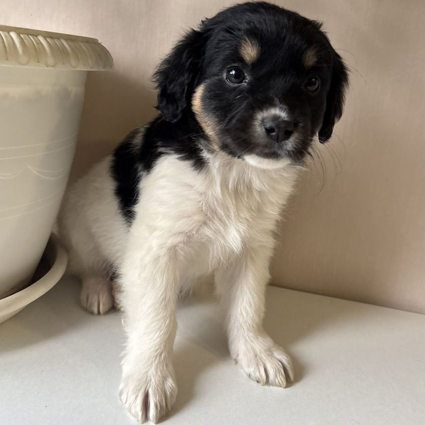 Щенок в добрые руки