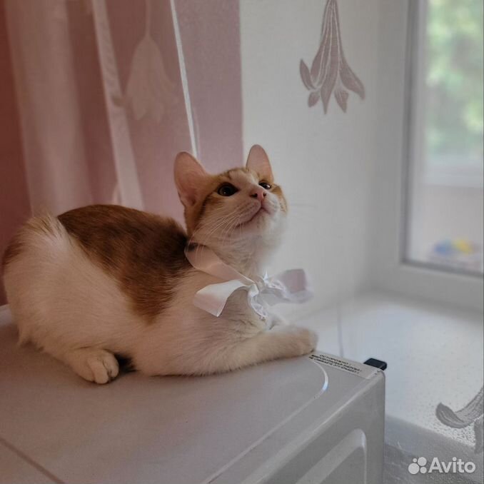 Котенок 5мес
