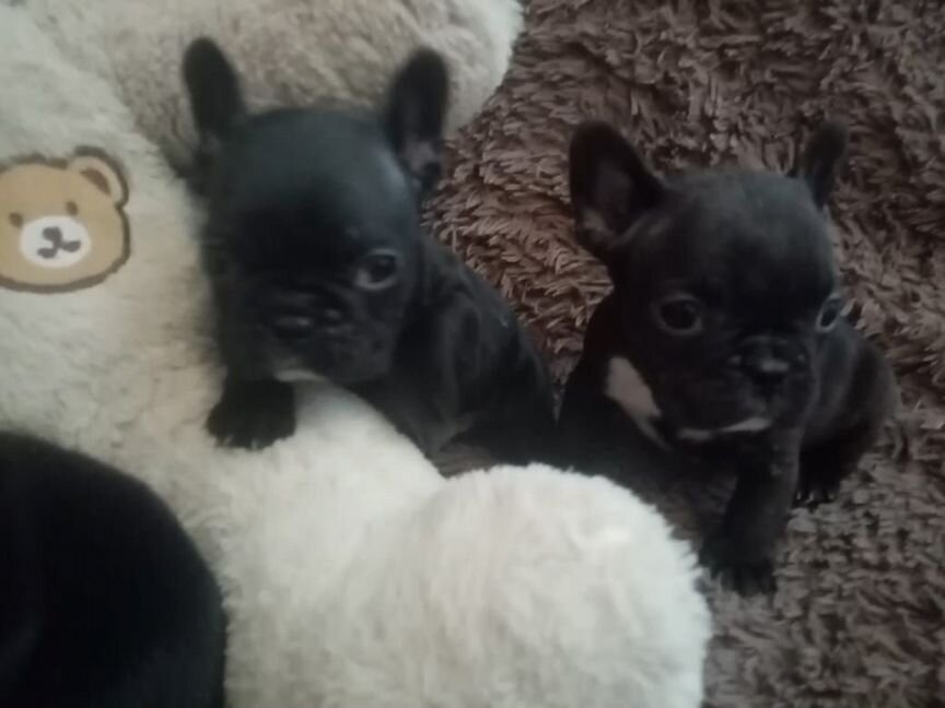 Французский бульдог щенки