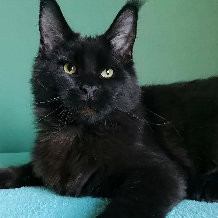 Мейн-кун черный