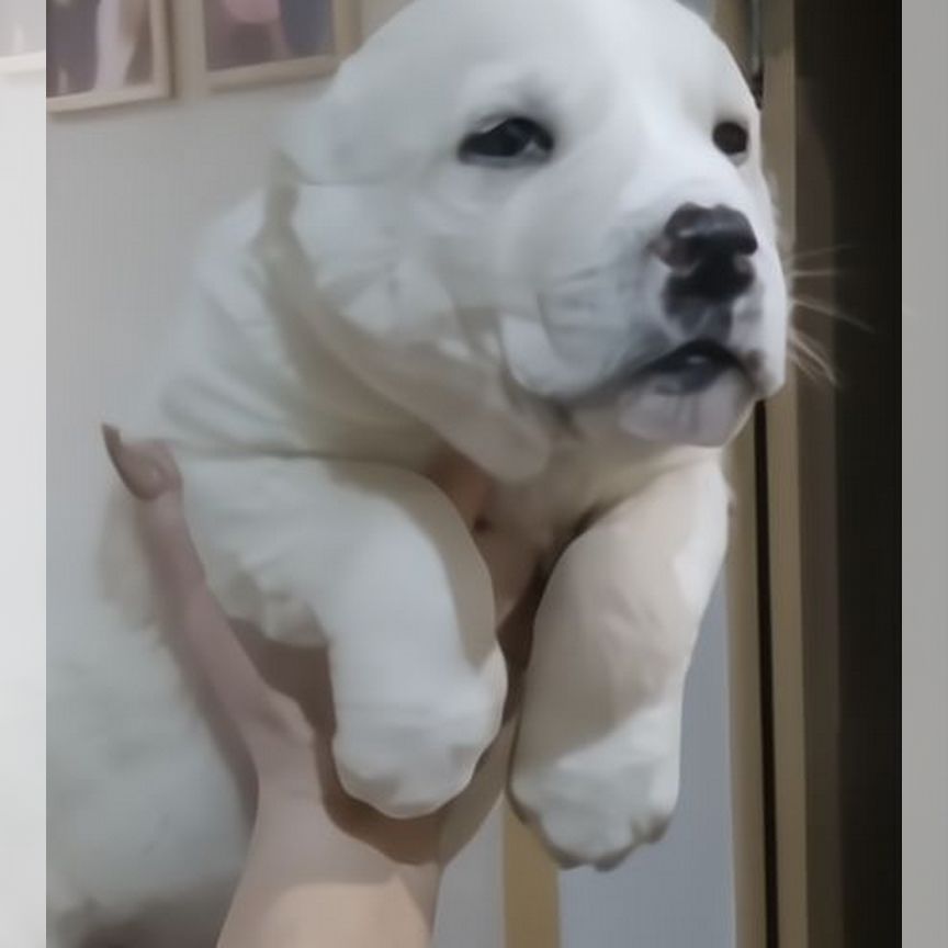 Щенок от частного владельца