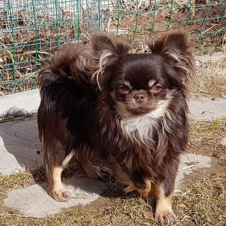 Продается взрослый кобель чихуа