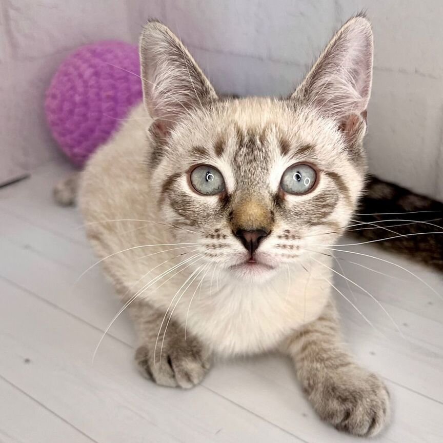 Тайская котенок мальчик ищет дом