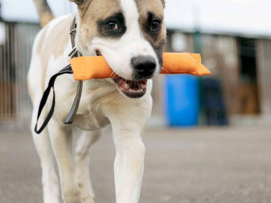 Молодому активному псу тяжело в приюте