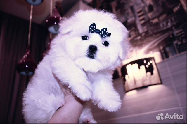 Пухлячок малыш мальтезе 2,5 мес