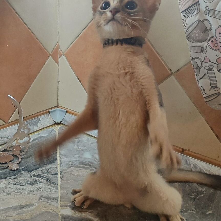 Абиссинские котики редких окрасов