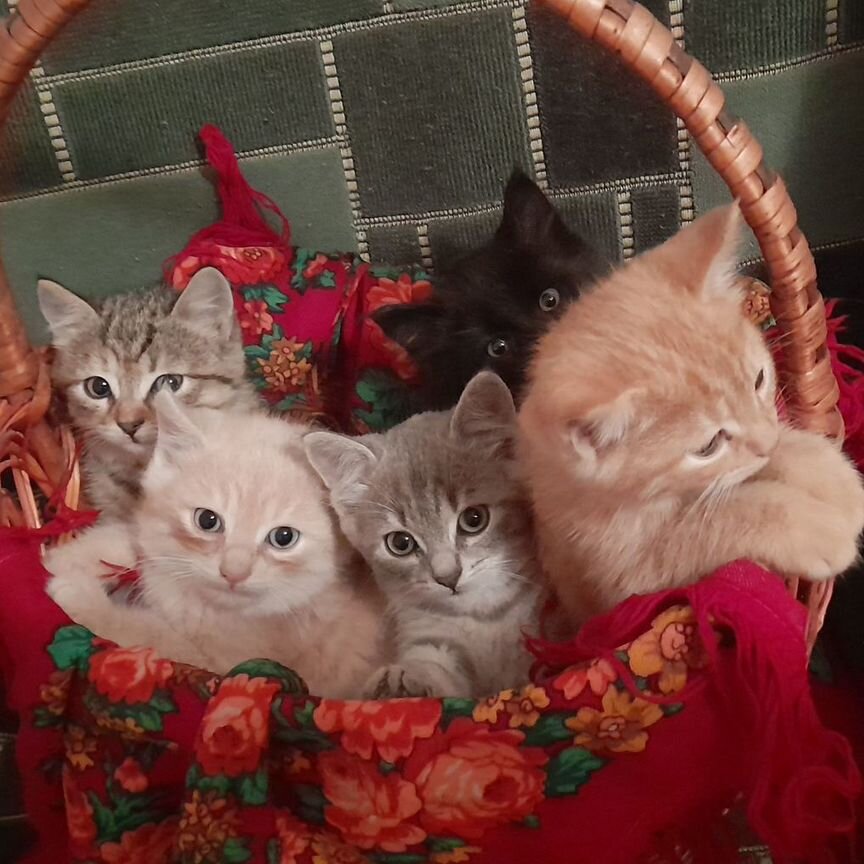 Котята тигренка