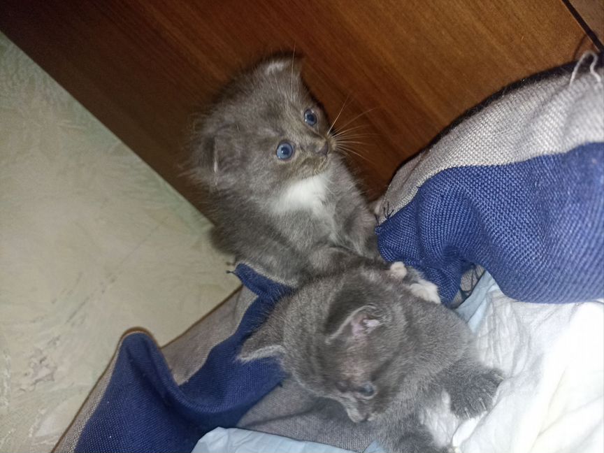 Британские котята бесплатно