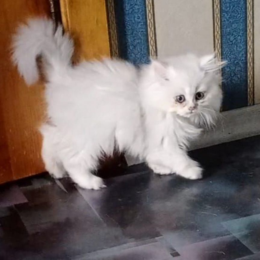 Котенок-пушистик