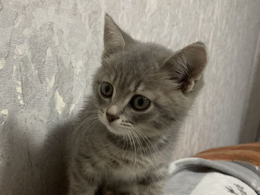 Котенок британский