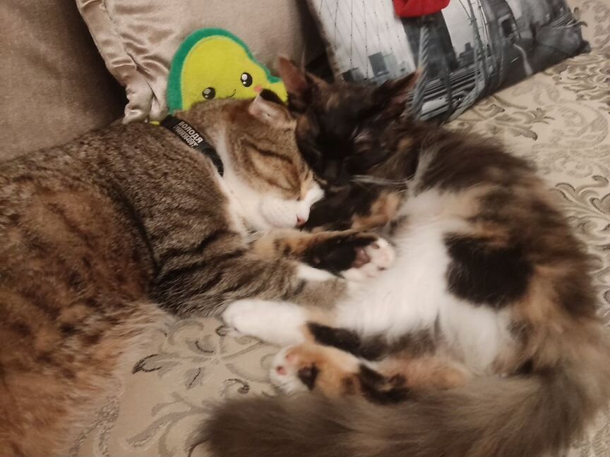 Котенок 4 месяца