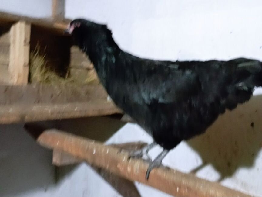 Амераукана