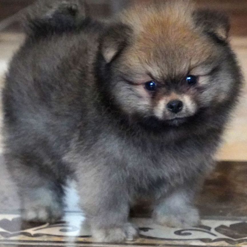Померанский шпиц, щенок